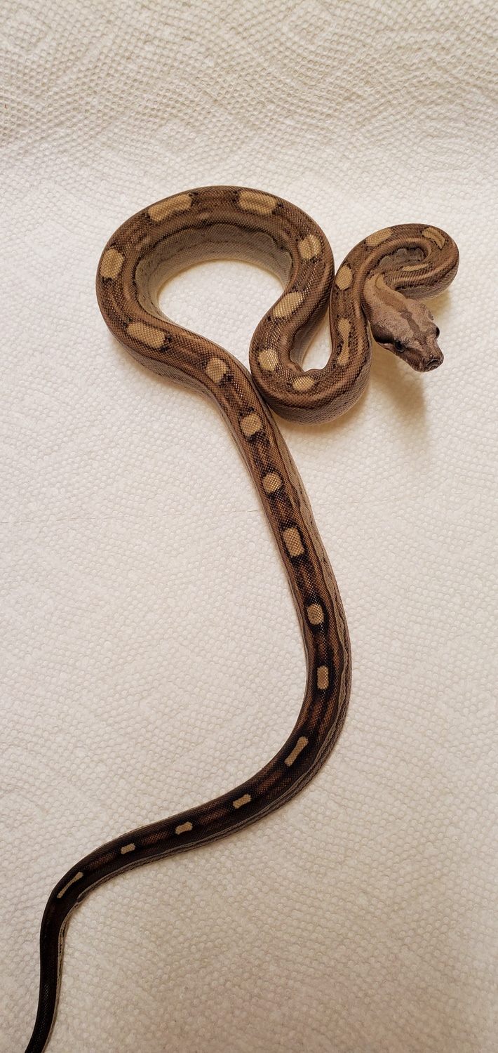 Anery Aztec Motley Boa Constrictor by Rogue Xotics - MorphMarket