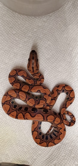 Brazilian Rainbow Boa 100% Het Hypo by Rogue Xotics