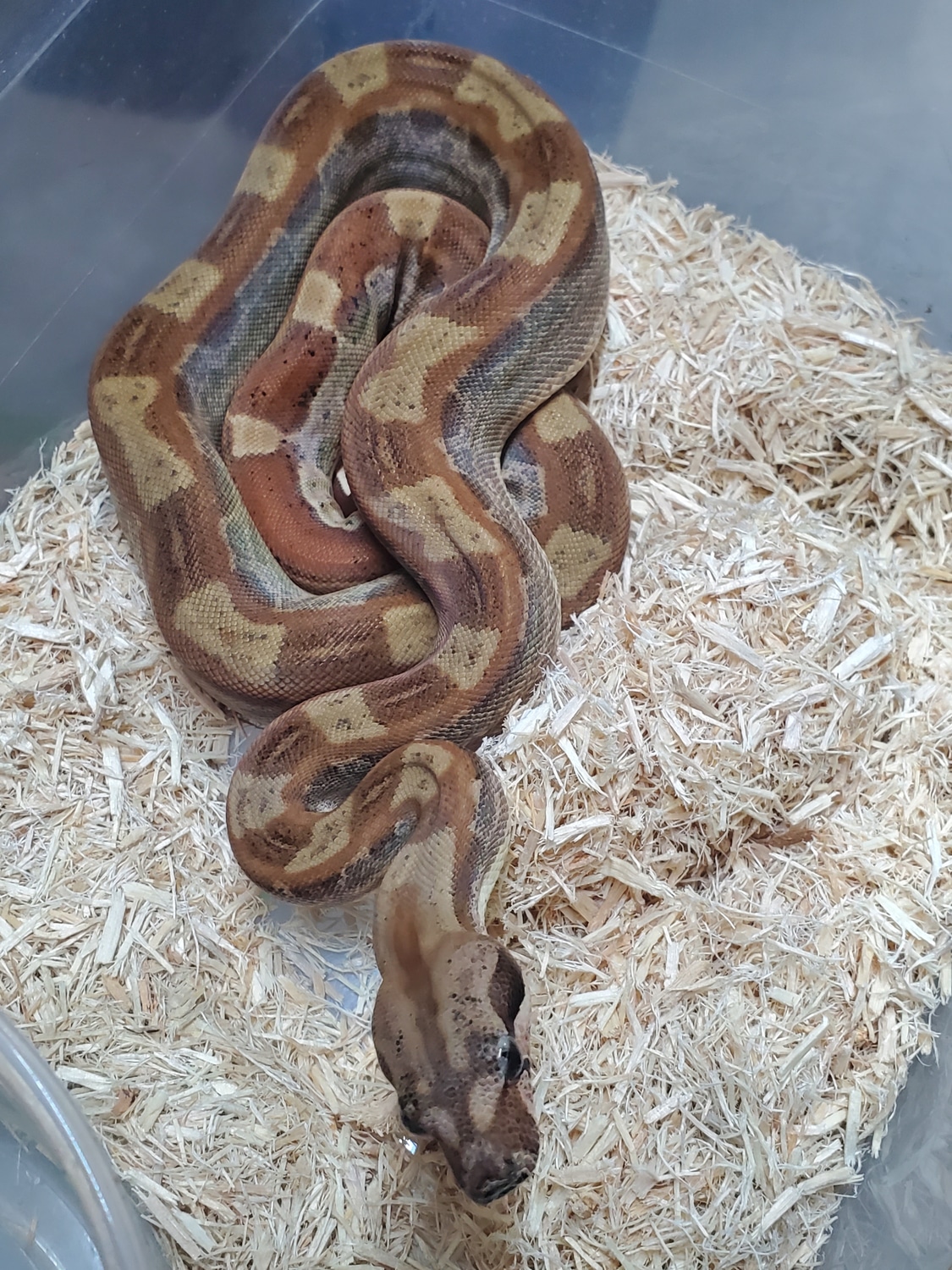 Rogue Xotics's Collection - MorphMarket