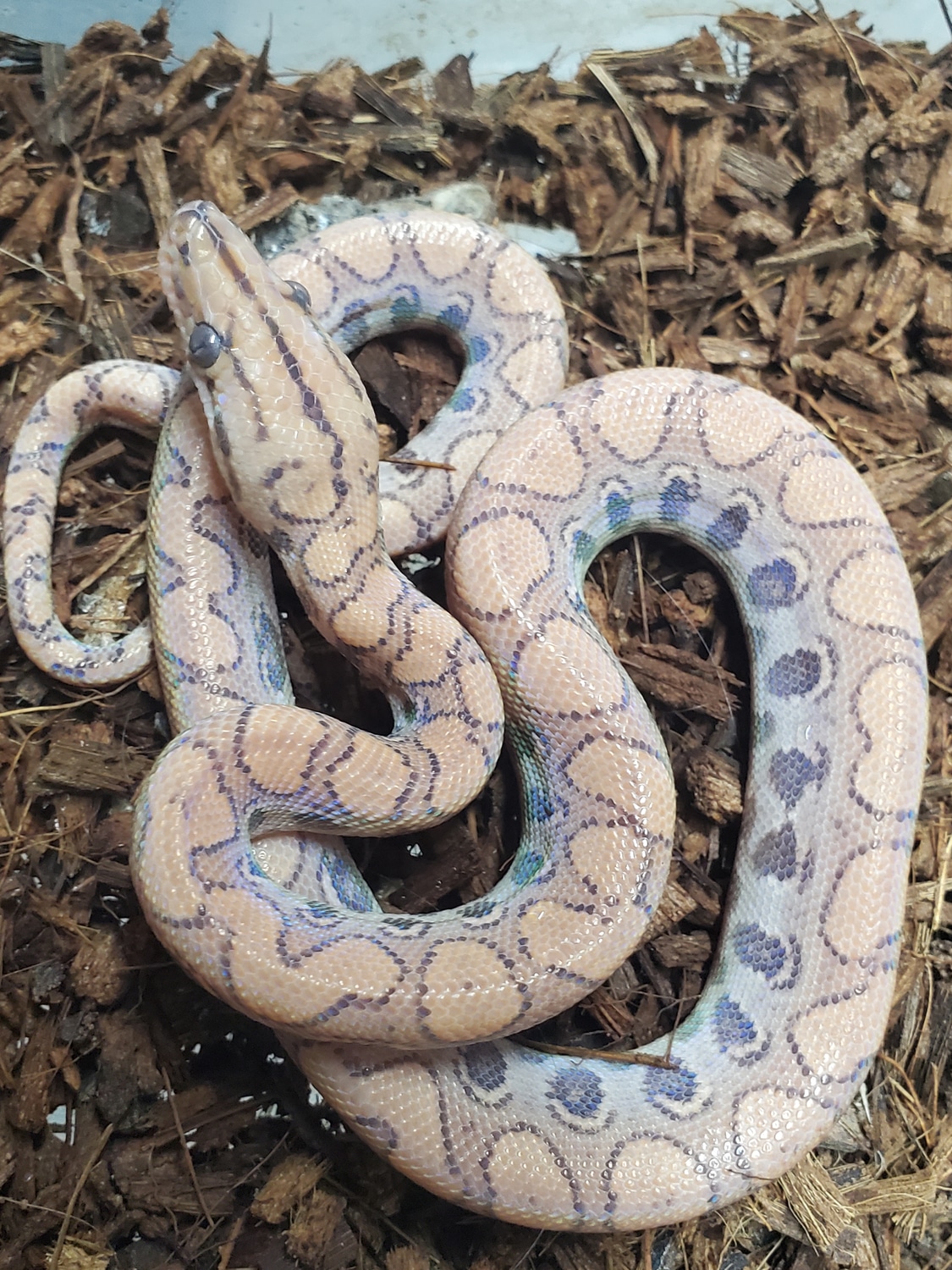 Hypo Brazilian Rainbow Boa by Rogue Xotics - MorphMarket