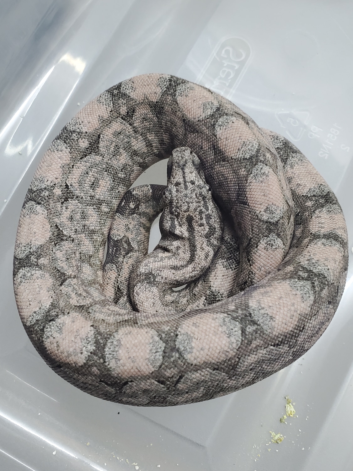 High Pink Boa Argentine Boa Constrictor by Rogue Xotics - MorphMarket