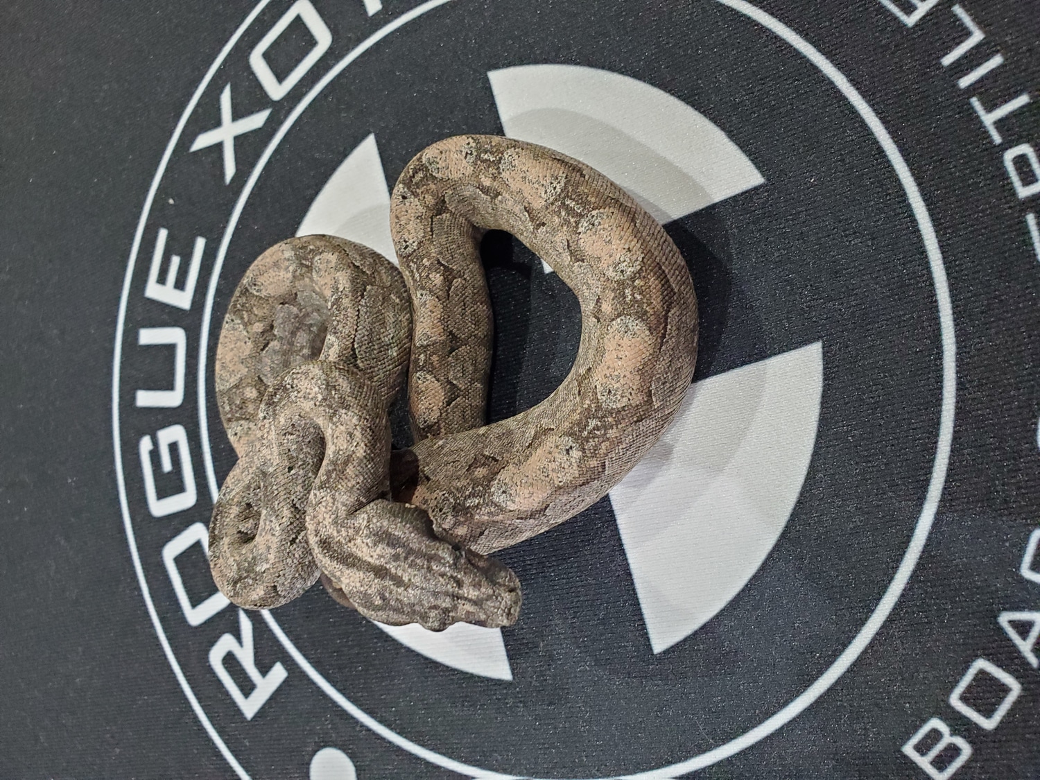 Boa Argentine Boa Constrictor by Rogue Xotics - MorphMarket