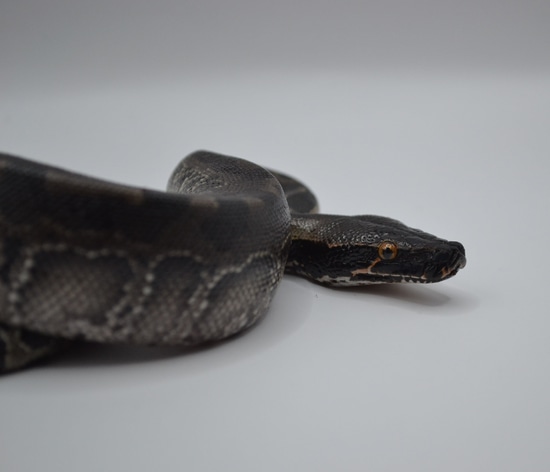 Black Head Sumatran Sumatran Short-Tailed Python by Rogue Xotics