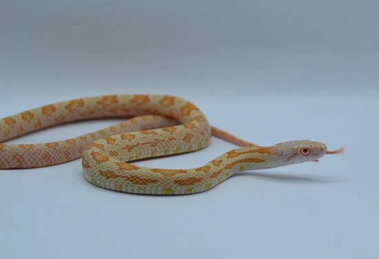 Hypo Black Rat Snake Eastern Rat Snake by Rogue Xotics