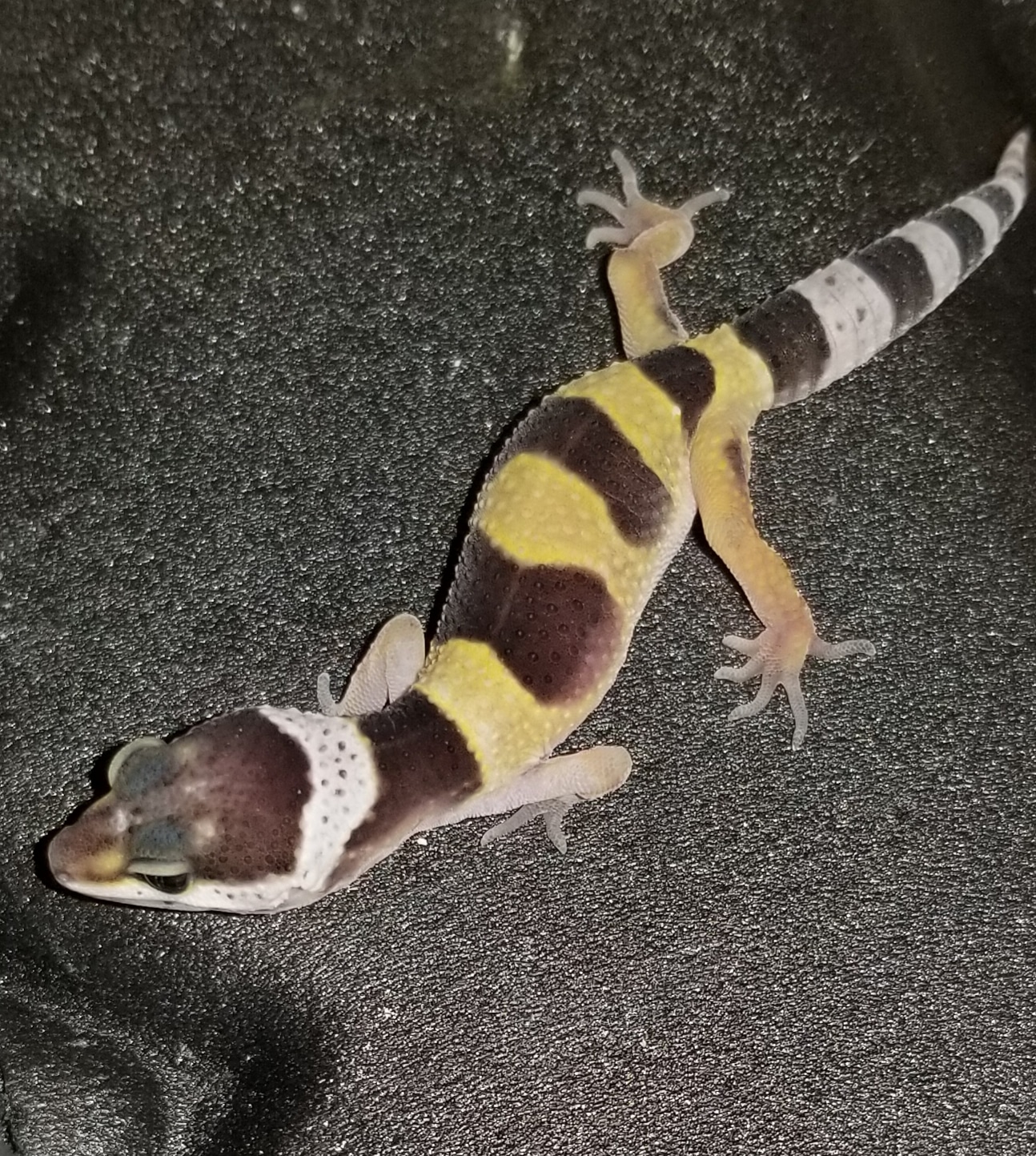 Normal, 100% Het Blizzard. 100% Het Murphys Patternless Leopard Gecko ...