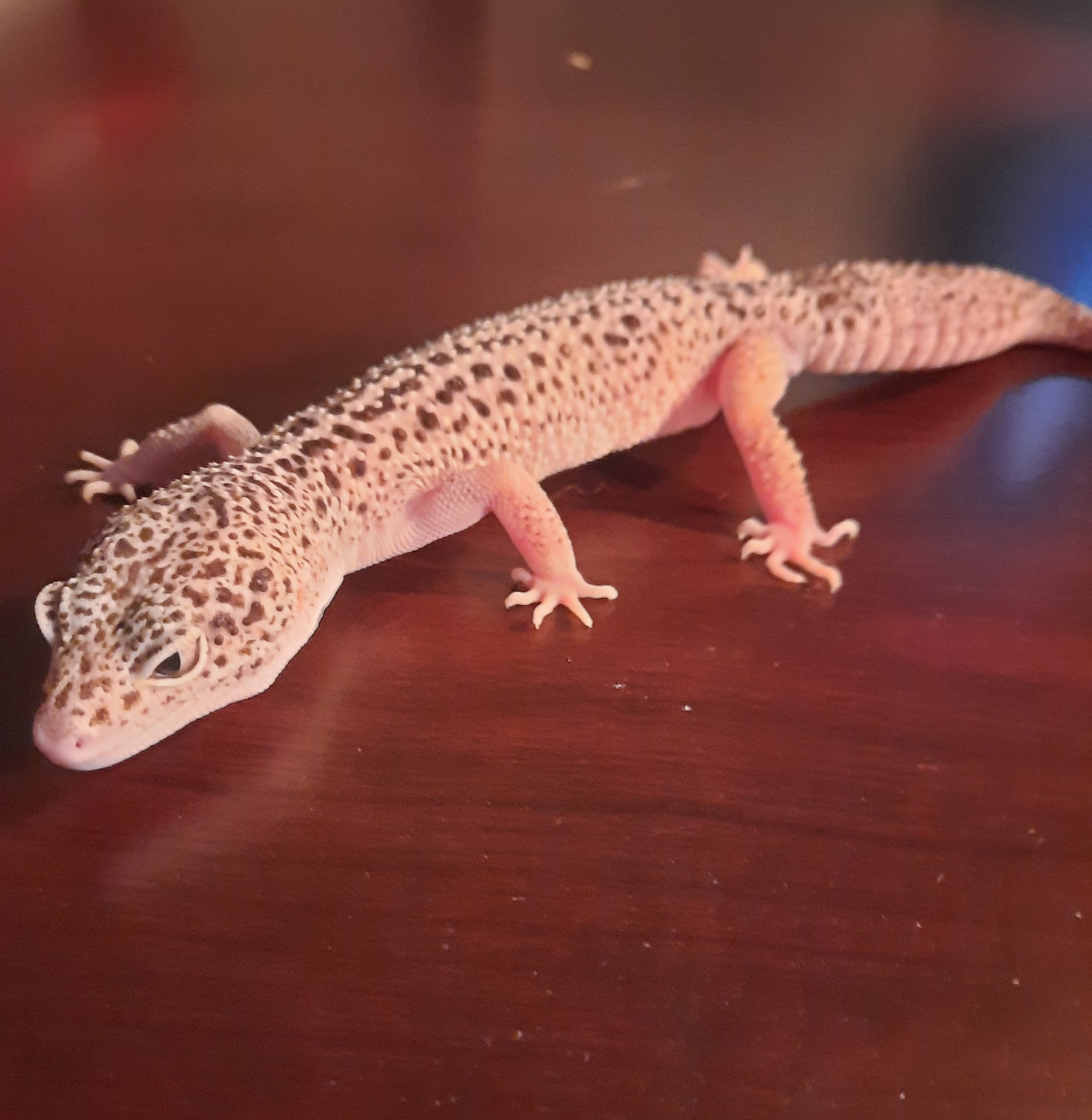Mack Snow Eclipse Leopard Gecko by Rohrbach Reptiles - MorphMarket