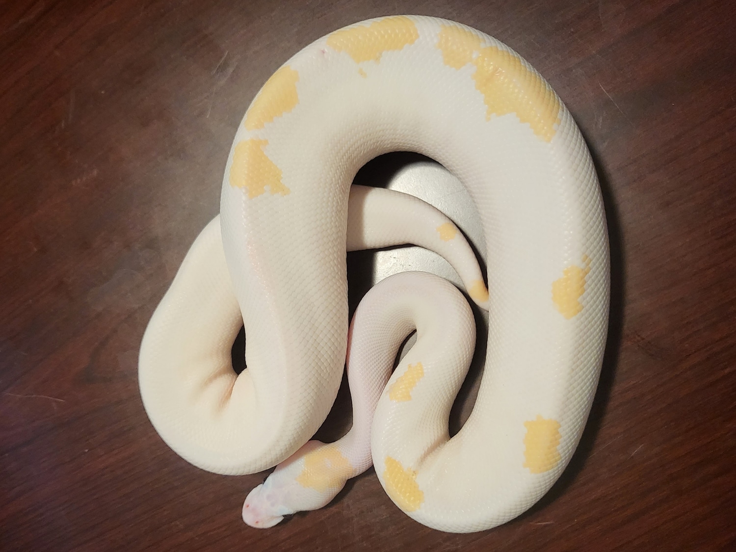 Super Fire Ball Python by Rohrbach Reptiles - MorphMarket