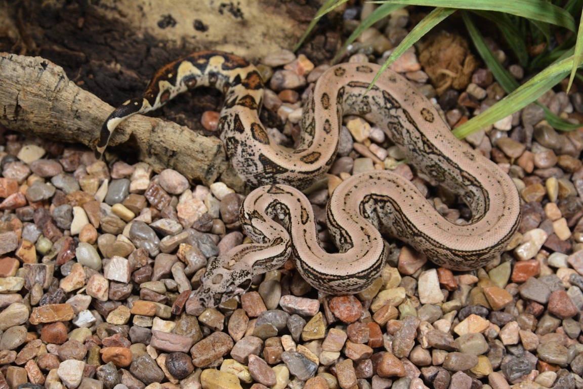2018 Jungle Arabesque Boa Constrictor by Jeremy Brunson Reptiles ...