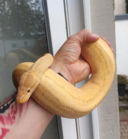 Banana Lemon Blast Ball Python by R&P Pythons