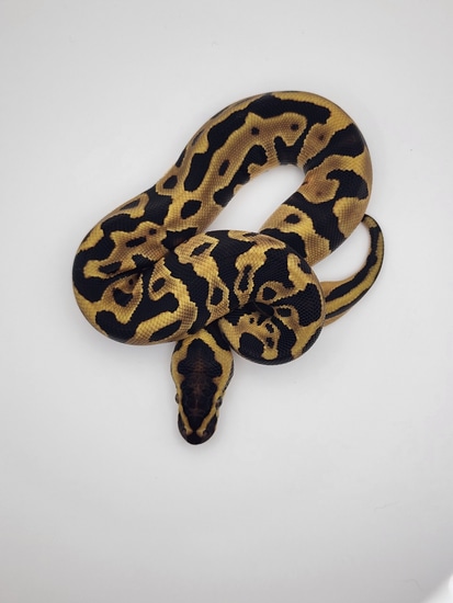 Enchi Leopard Orange Dream Yellowbelly Ball Python by Smiling Pitbull Reptiles