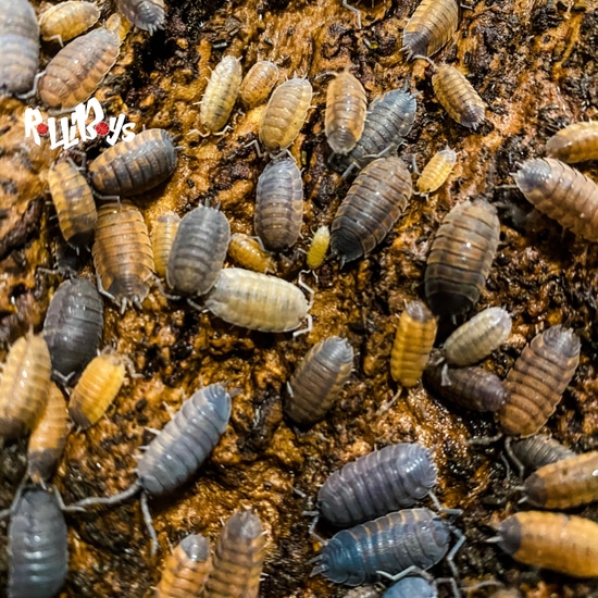 Porcellio Scaber ‘Lava’ Isopods by Groff’s Geckos
