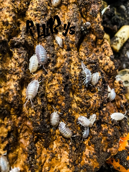 Porcellio Laevis ‘Milk Back’ Isopods by Groff’s Geckos