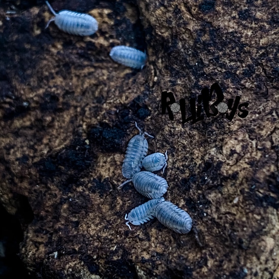 Armadillidium Peraccae Isopods by Groff’s Geckos