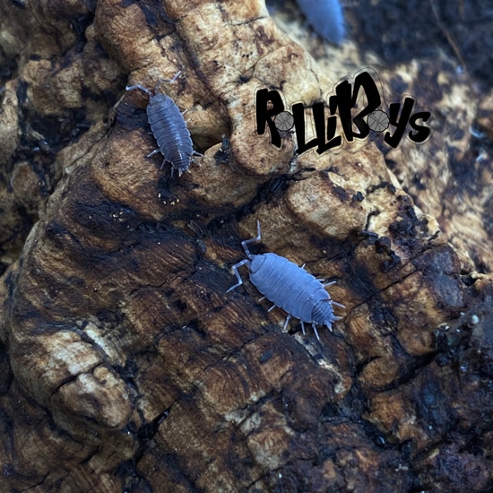 Porcellionides Pruinosus 'Powder Blue' Isopods by Groff’s Geckos
