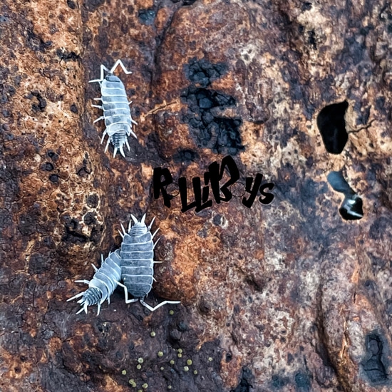 Porcellionides Pruinosus 'Oreo Crumbles' Isopod by Groff’s Geckos