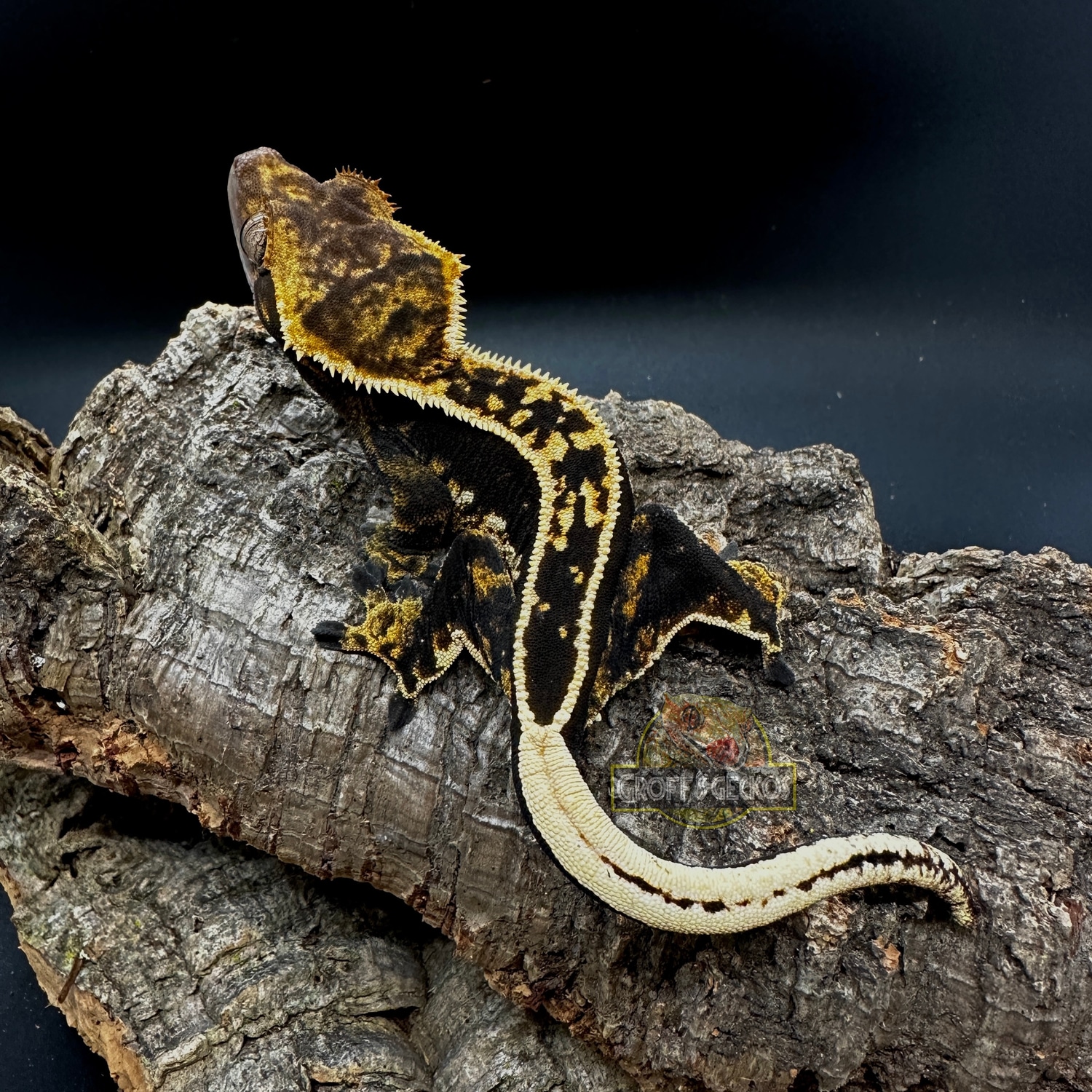 Dark Tricolor Harlequin Pinstripe Crested Gecko by Groff’s Geckos ...