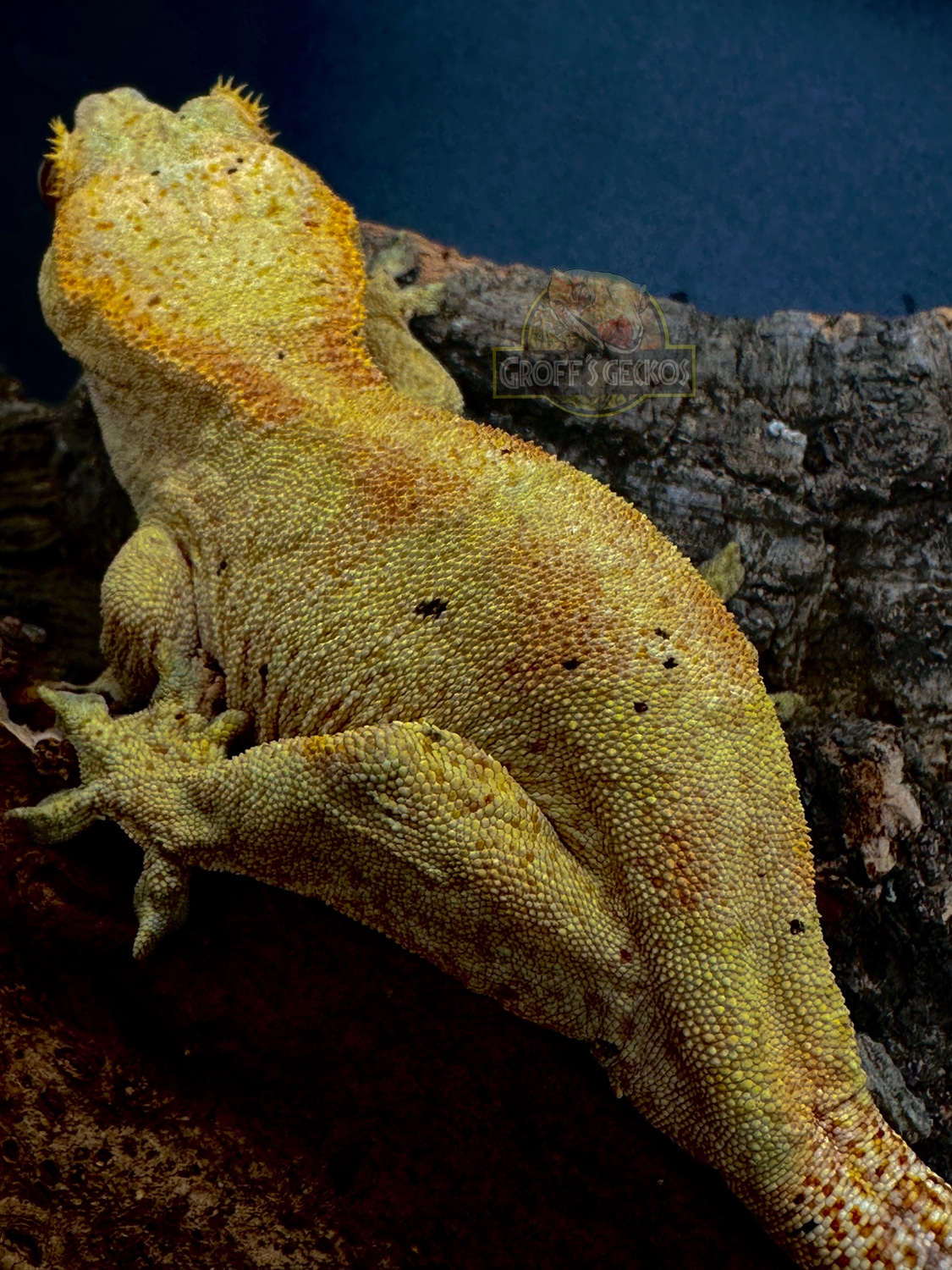 Chahoua X Crested Gecko Hybrid Other Gecko by Groff’s Geckos - MorphMarket