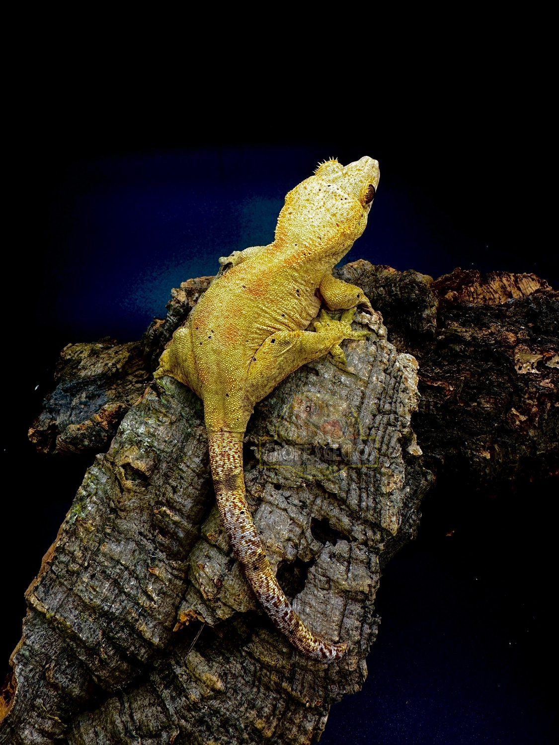 Chahoua X Crested Gecko Hybrid More Gecko by Groff’s Geckos - MorphMarket