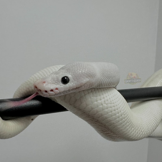 White Wedding (Spied) Ball Python by Groff’s Geckos
