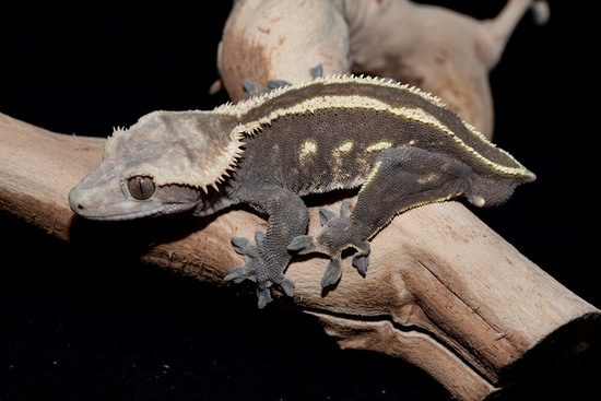 Dark Super Stripe Super Empty Back Crested Gecko by Groff’s Geckos