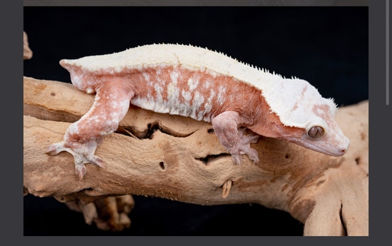 Pink And White Harlequin Crested Gecko by Groff’s Geckos