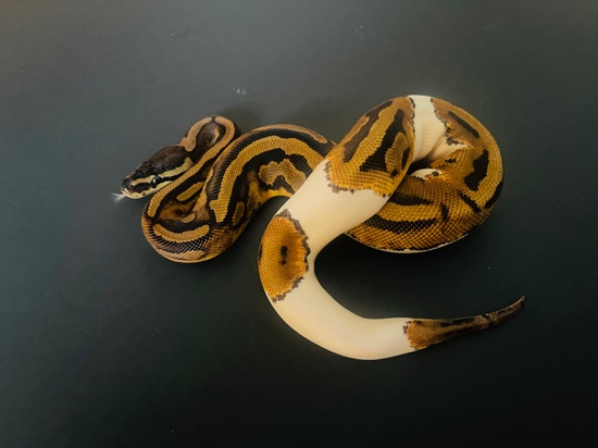 Piebald Het Albino Ball Python by Rollins Royal Constrictors
