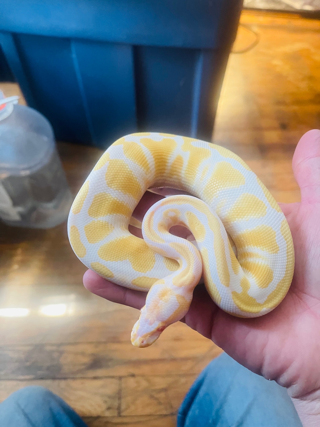 Albino Het Pied Ball Python by Rollins Royal Constrictors - MorphMarket