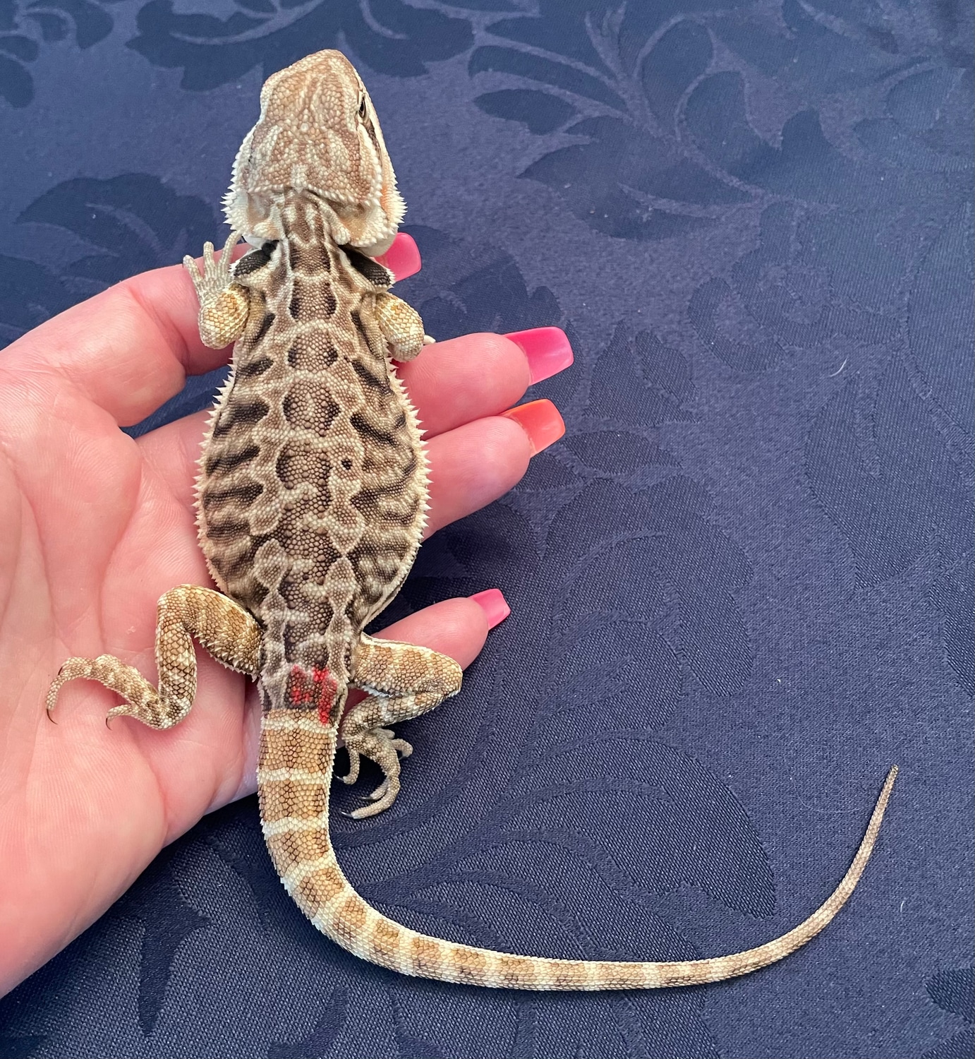 Orange Citrus/sandfire Tiger Leatherback Female-91922ostlf4 Central ...