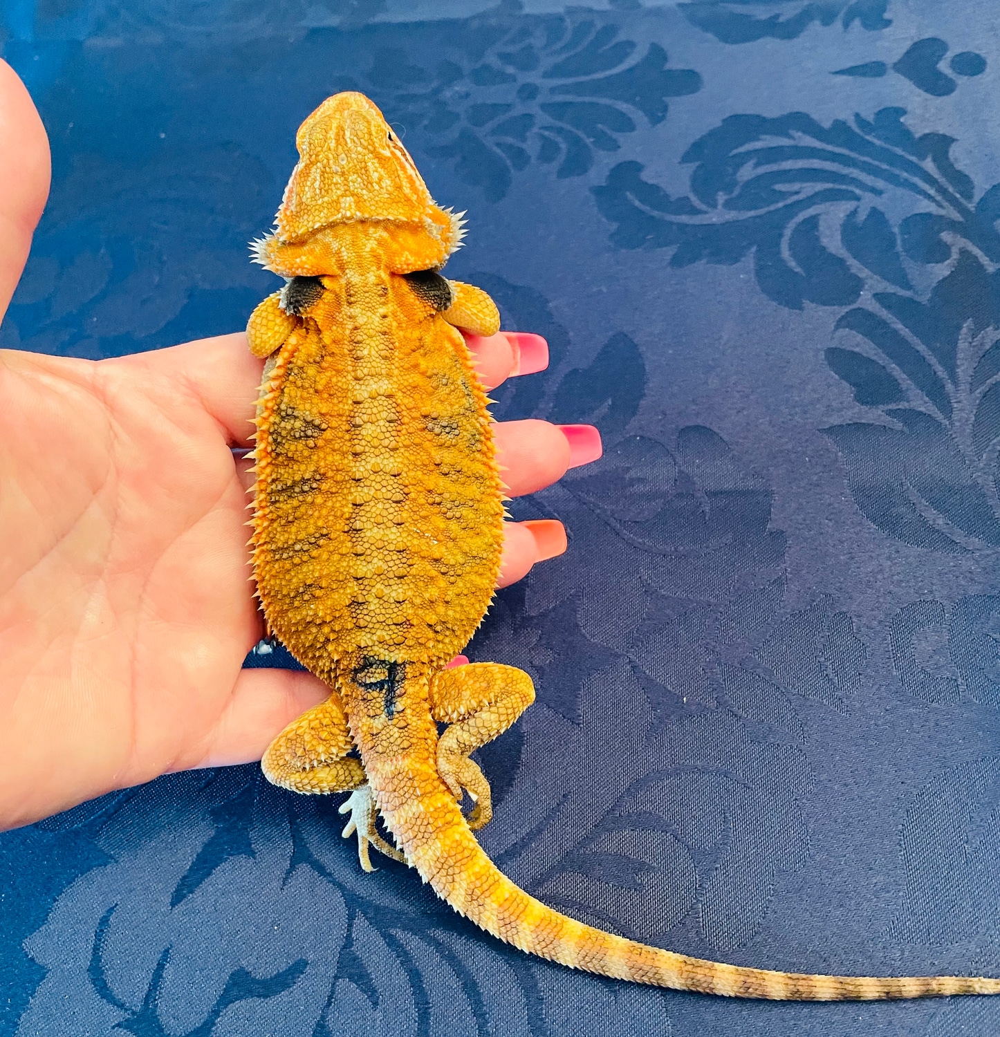 ORANGE CITRUS TIGER TRANSLUCENT MALE Bearded Dragon-100222OCTTM9 Central Bearded Dragon by ...
