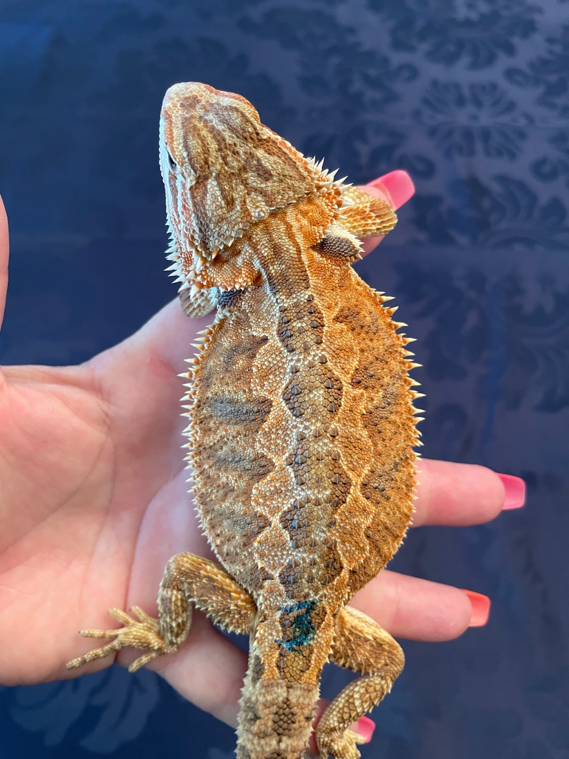 ORANGE CITRUS TIGER Blue Bar MALE BEARDED DRAGON-100222OCTM3 Central ...