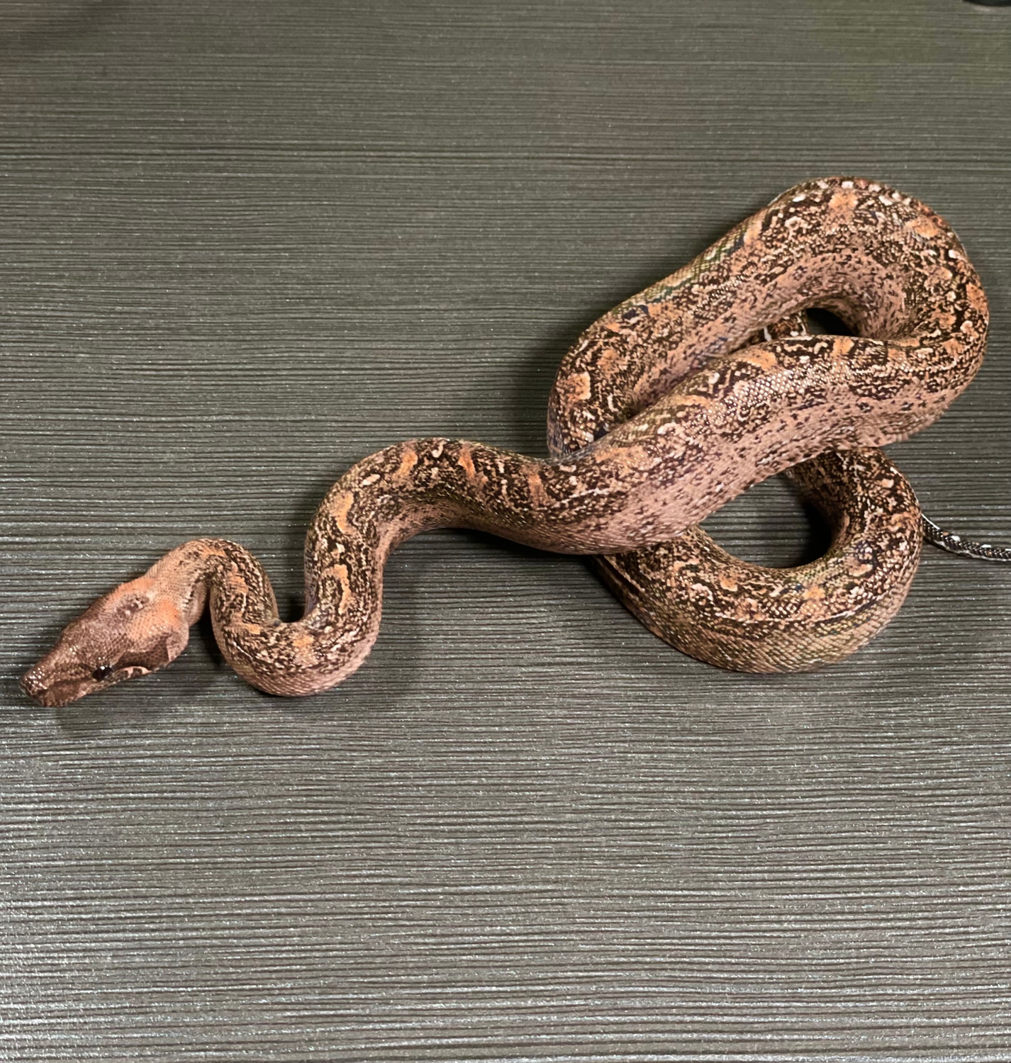 Pure Hypo Sonoran Leopard Boa Constrictor by Rom Reptiles LLC - MorphMarket