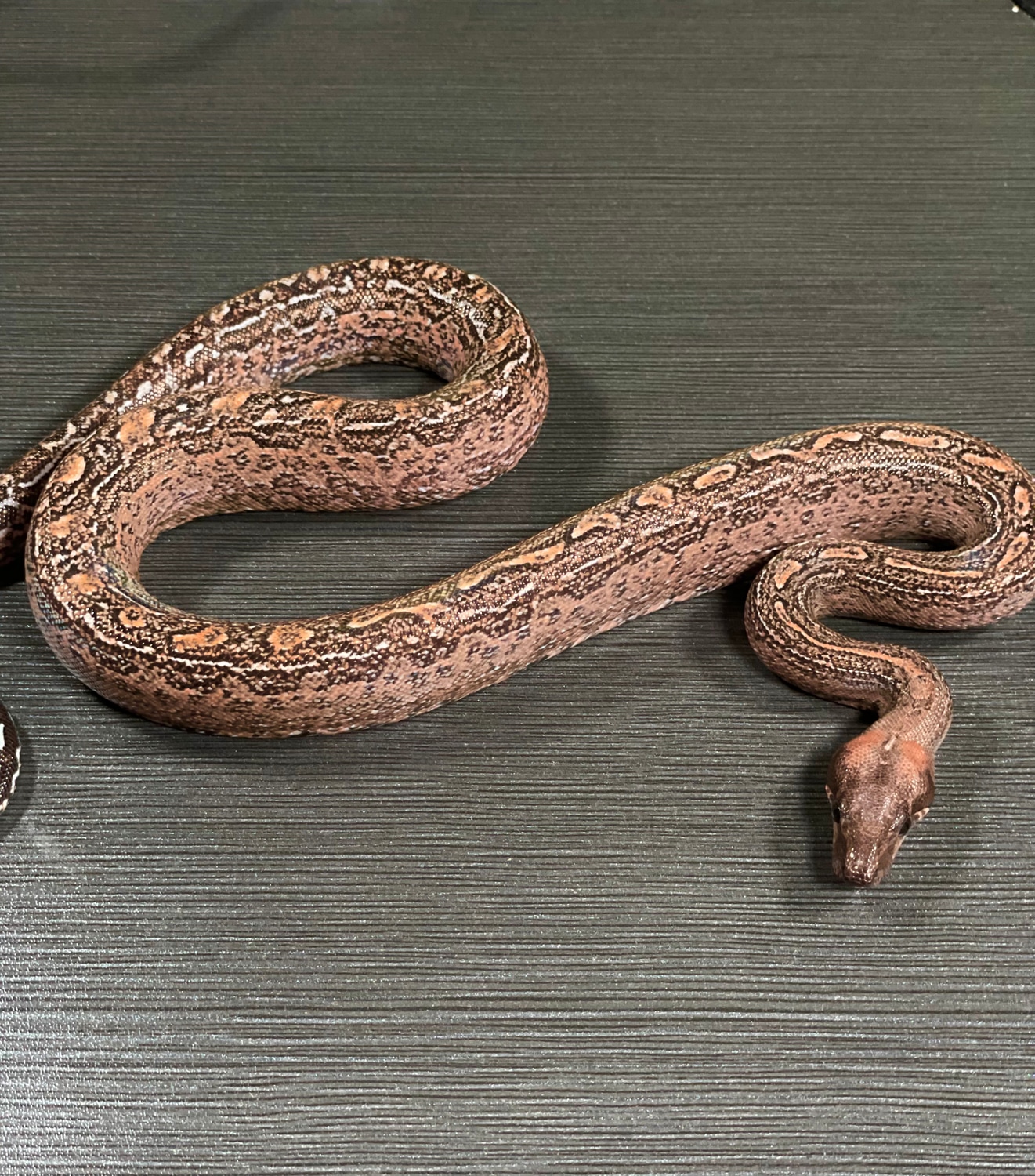 Pure Hypo Sonoran Leopard Boa Constrictor by Rom Reptiles LLC - MorphMarket