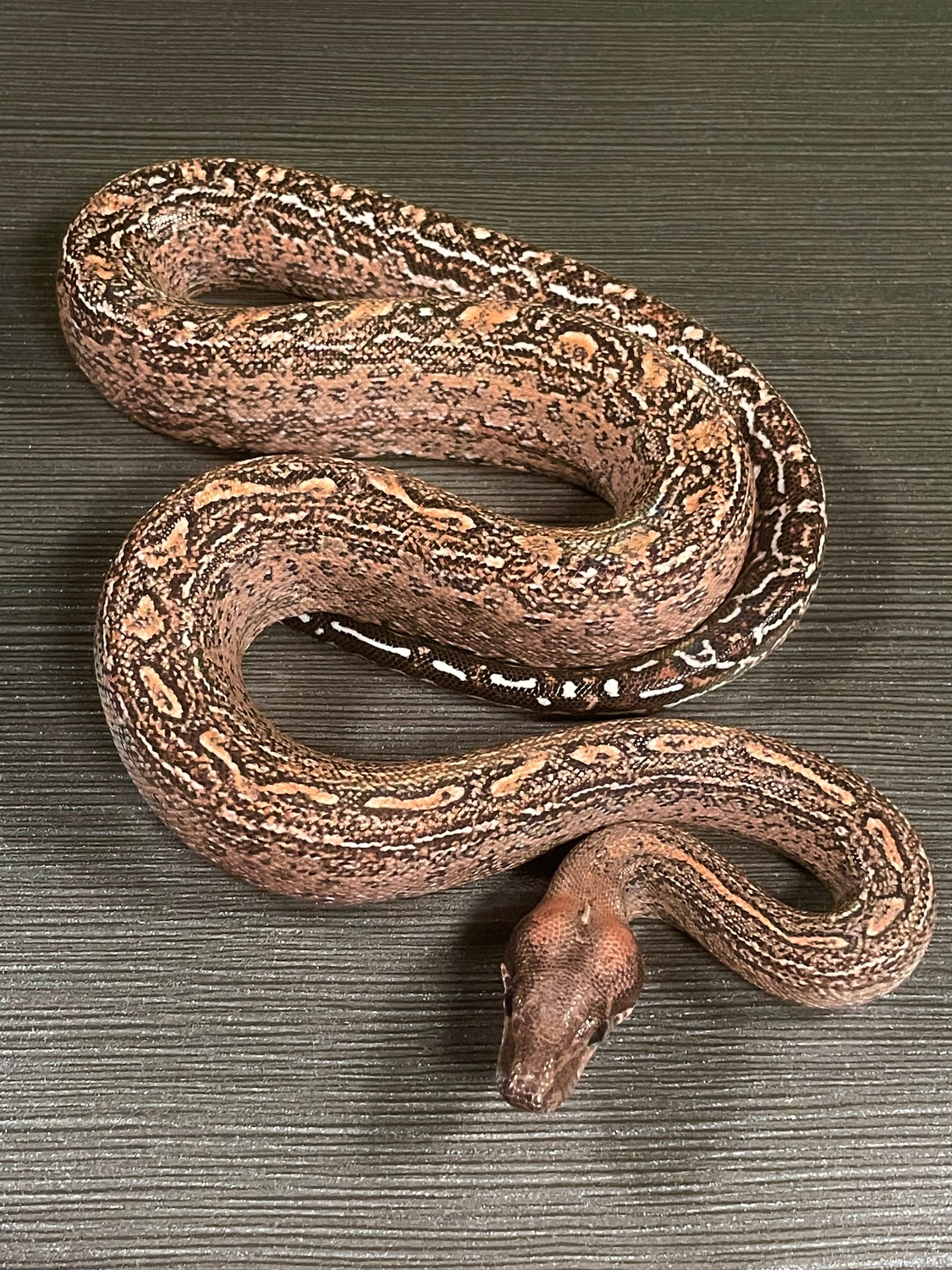 Pure Hypo Sonoran Leopard Boa Constrictor by Rom Reptiles LLC - MorphMarket