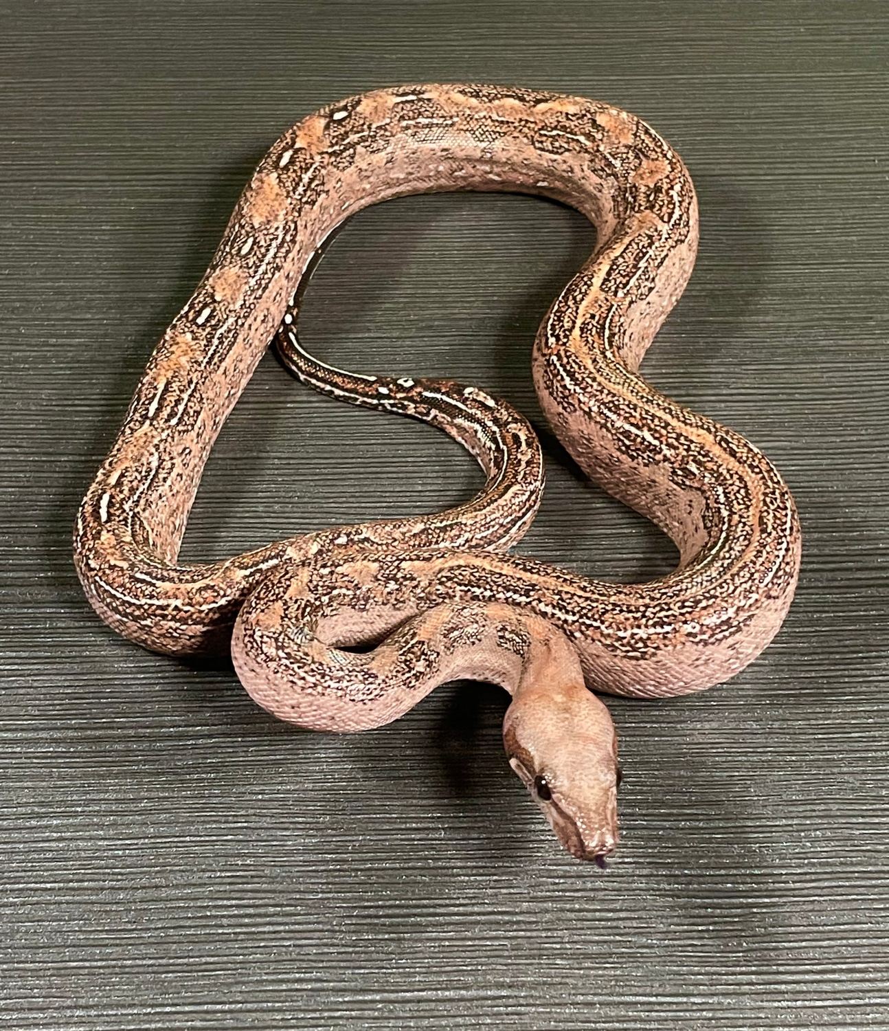 Hypo Sonoran Leopard Boa Constrictor by Rom Reptiles LLC - MorphMarket