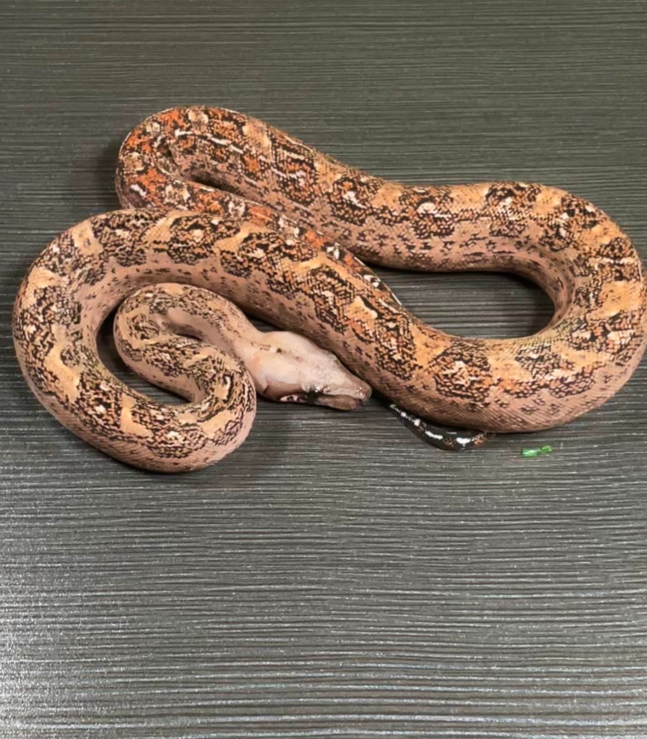 Hypo Sonoran Leopard Boa Constrictor by Rom Reptiles LLC - MorphMarket