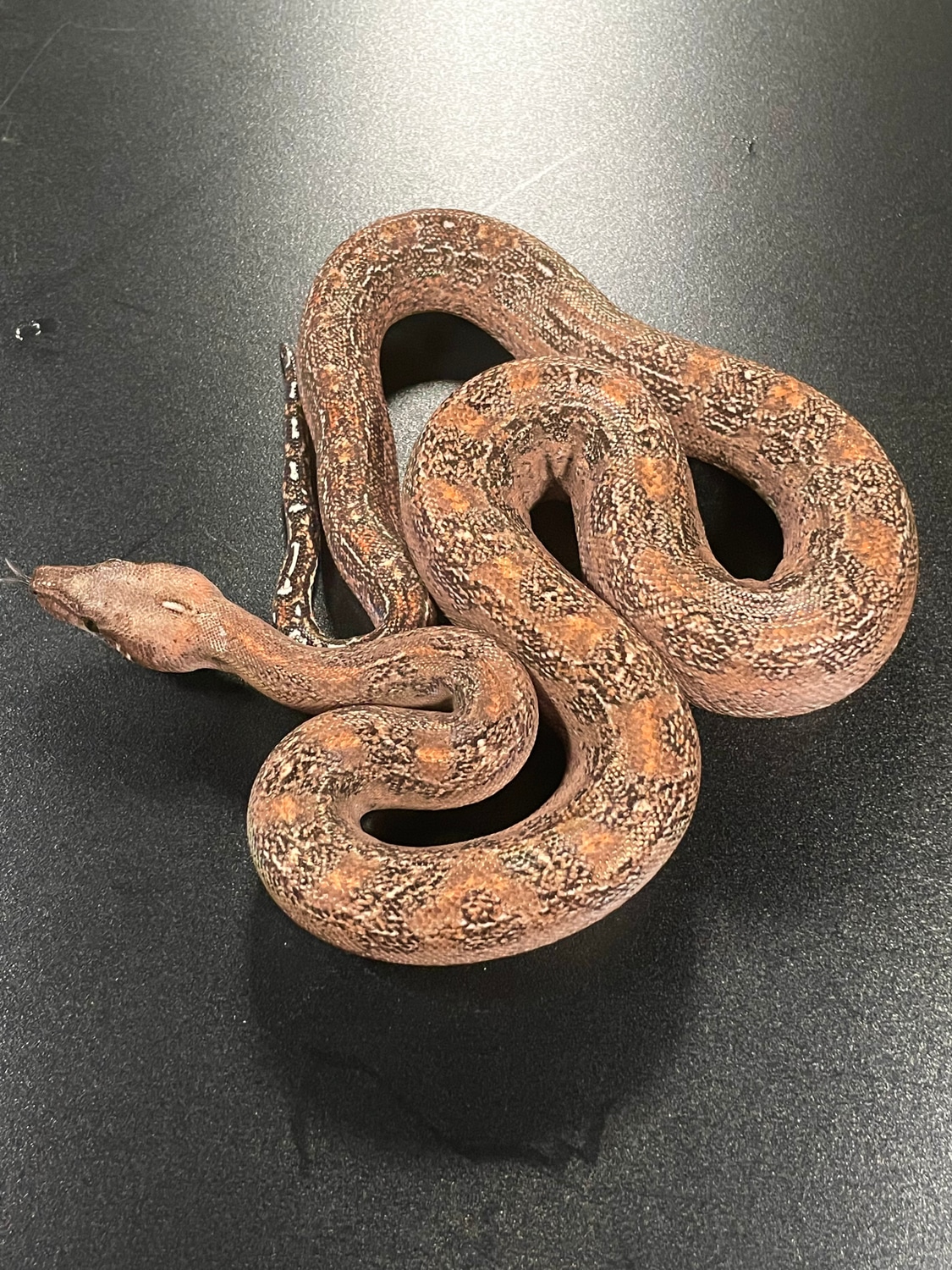 Pure Hypo Sonoran Leopard Boa Constrictor by Rom Reptiles LLC - MorphMarket