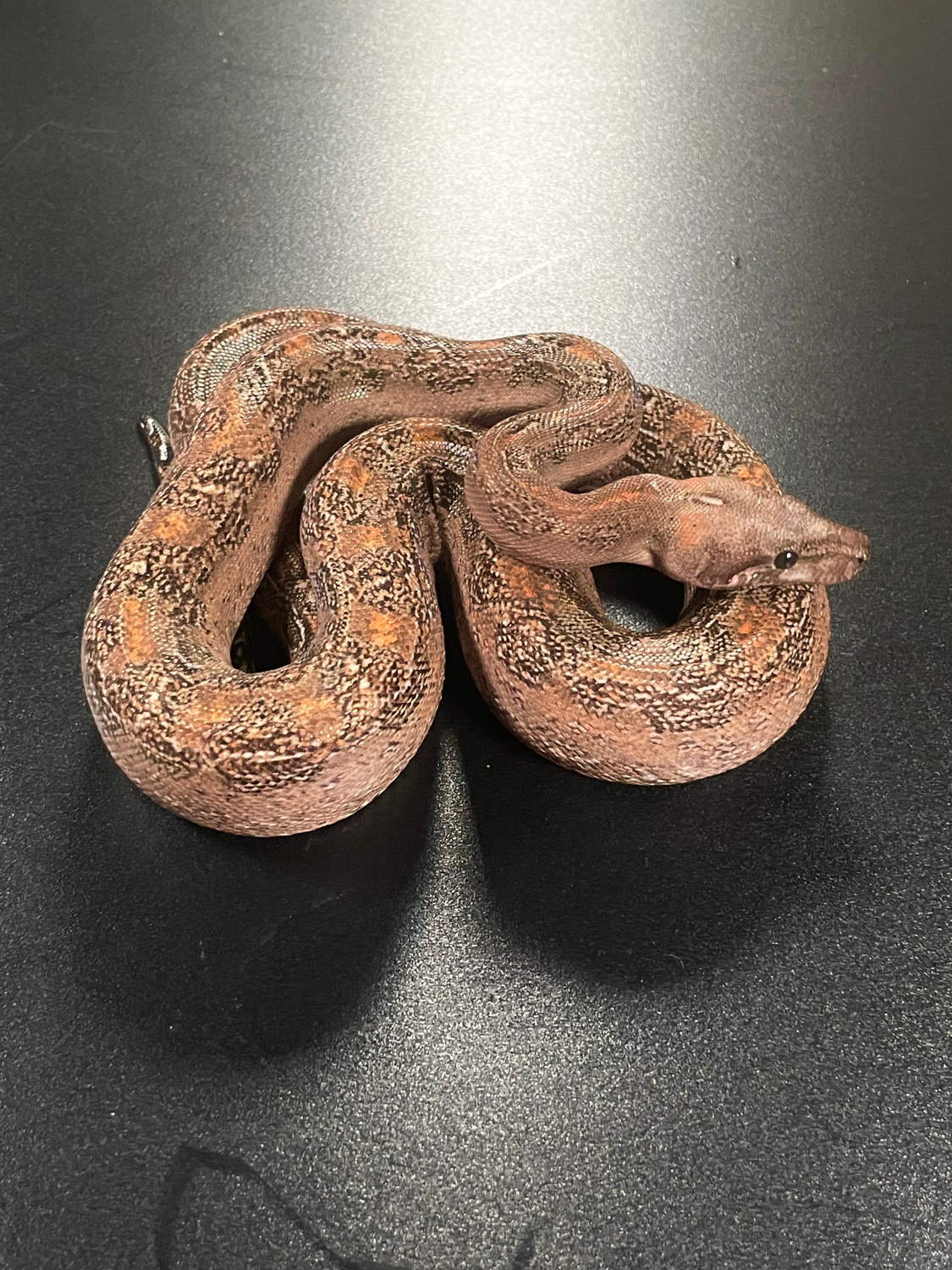 Pure Hypo Sonoran Leopard Boa Constrictor by Rom Reptiles LLC - MorphMarket