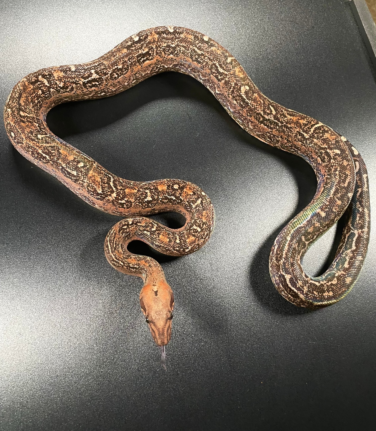Juvenile Sonoran Leopard Boa Constrictor by Rom Reptiles LLC - MorphMarket