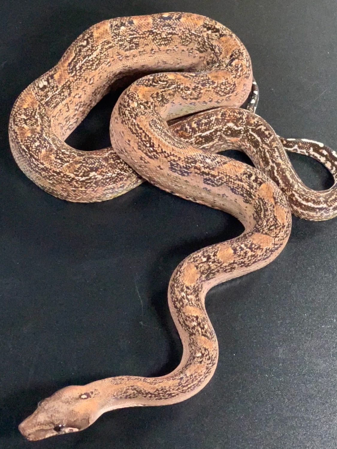 Hypo Sonoran Leopard Boa Constrictor by Rom Reptiles LLC - MorphMarket