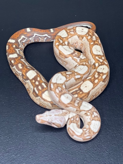 VPI Aztec Jungle Boa Constrictor by Rom Reptiles LLC
