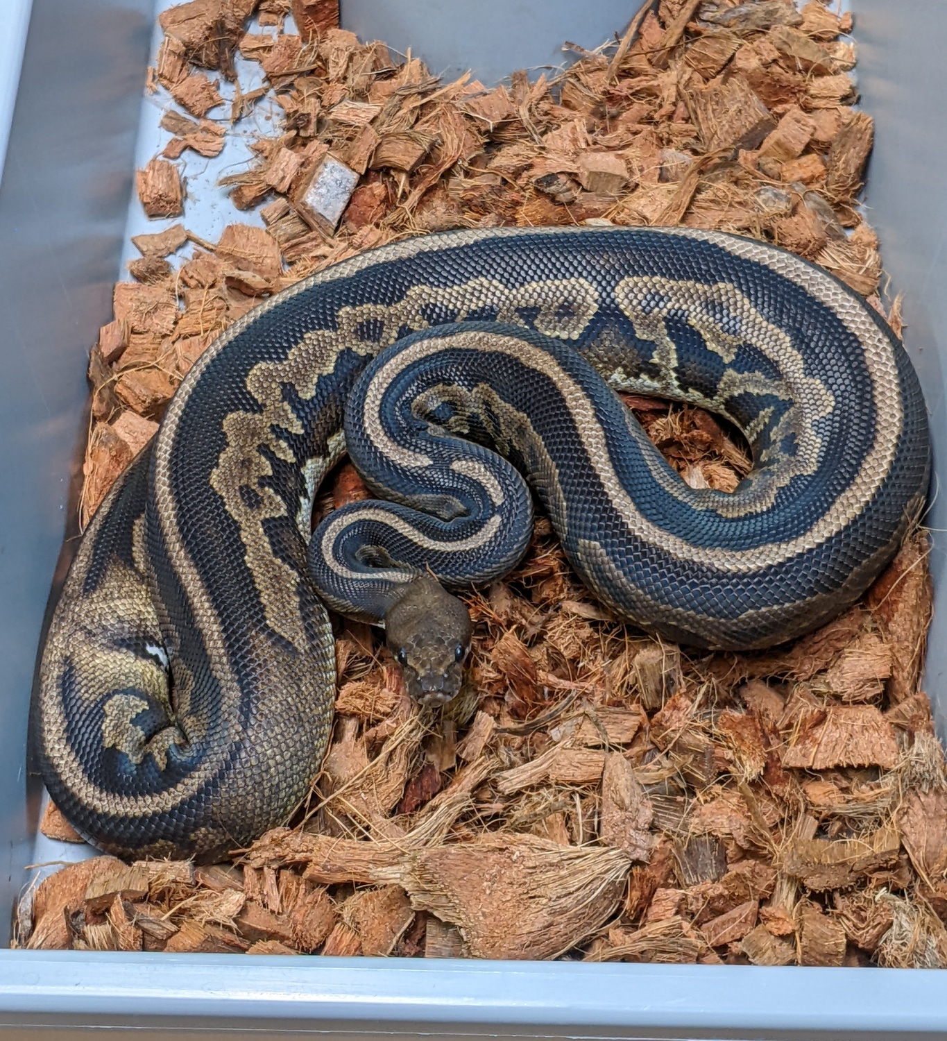 Cinnamon Leopard 50% Het Pied Ball Python by Romain Reptiles - MorphMarket