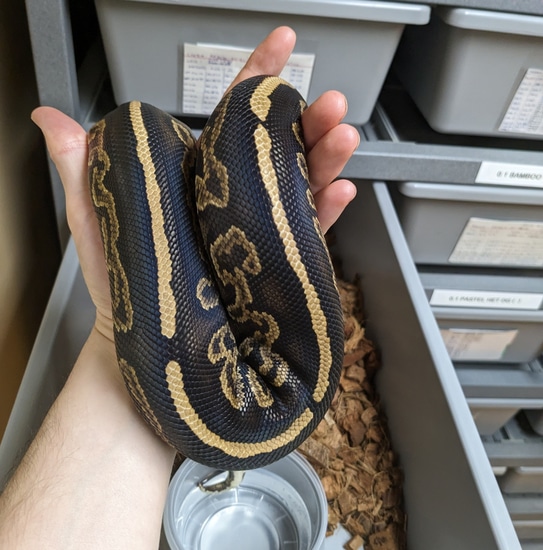 0.1 Blackhead Black Pastel Het Pied Pos Het Lav Ball Python by Romain Reptiles