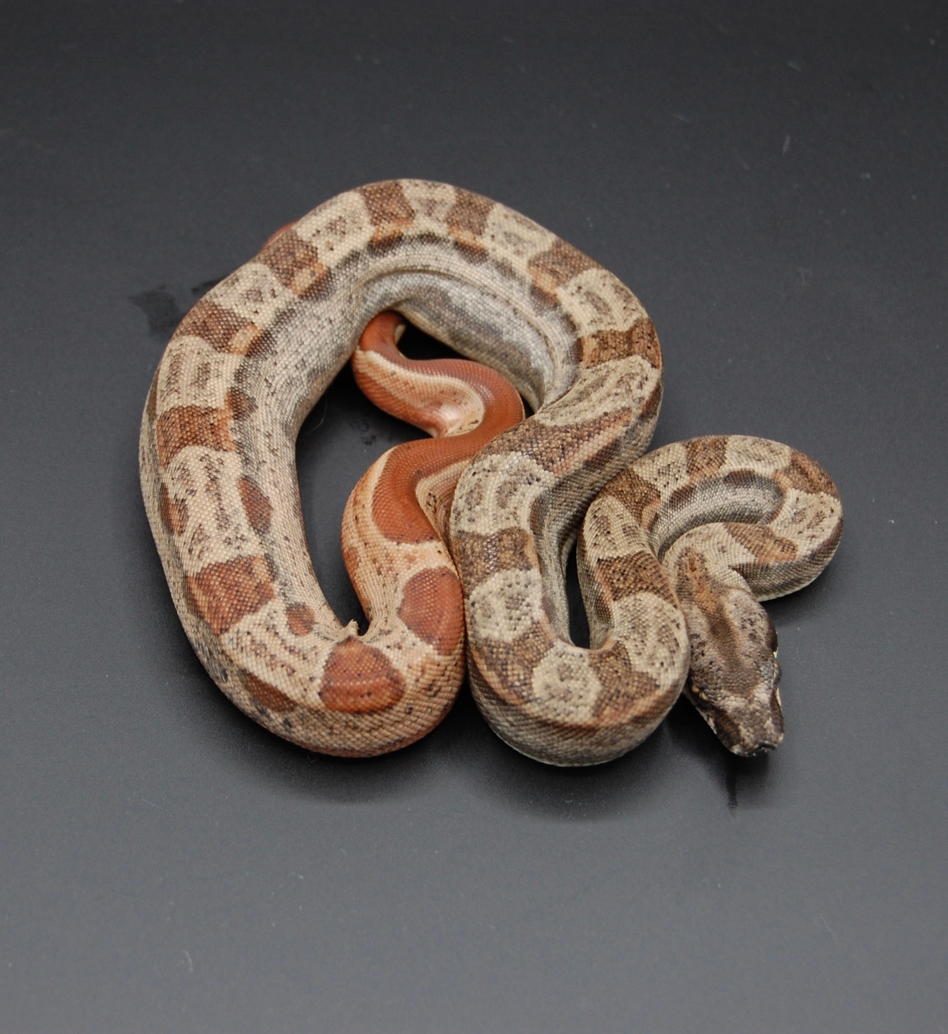 Hypo Motley 100% Het Kahl Boa Constrictor by Roman’s Bugs and More ...