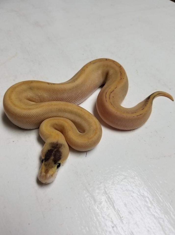 Ghi Mojave Champagne Ball Python by Beyond Borders Reptiles - MorphMarket