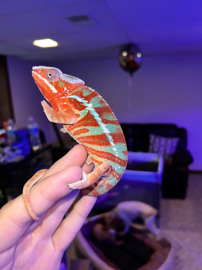 Red Body Blue Bar Panther Chameleon by Roman’s Reef Reptiles and Family ...