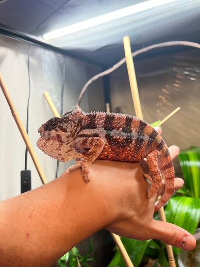 Tamatave Panther Chameleon by Roman’s Reef Reptiles and Family Pets