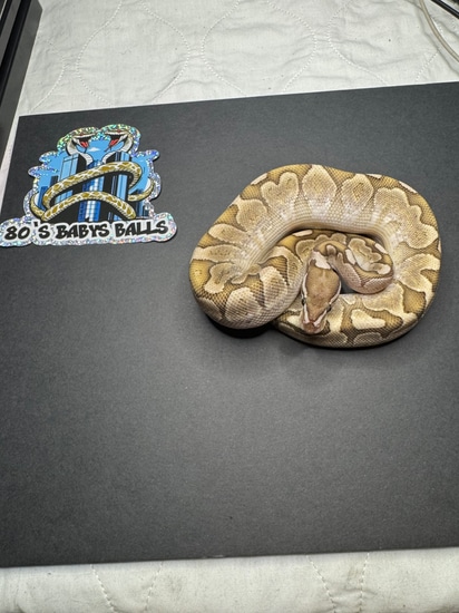 Bamboo Ghi Od Chocolate Pos Fire 66% Hypo Ball Python by 80s Babys Balls
