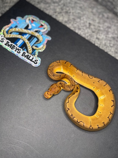 G Stripe Clown Pin ( Kiki Pin ) Ball Python by 80s Babys Balls