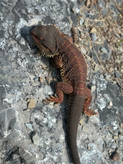 100% Dark Red Monster Black God Lineage Central Bearded Dragon by Rome ...