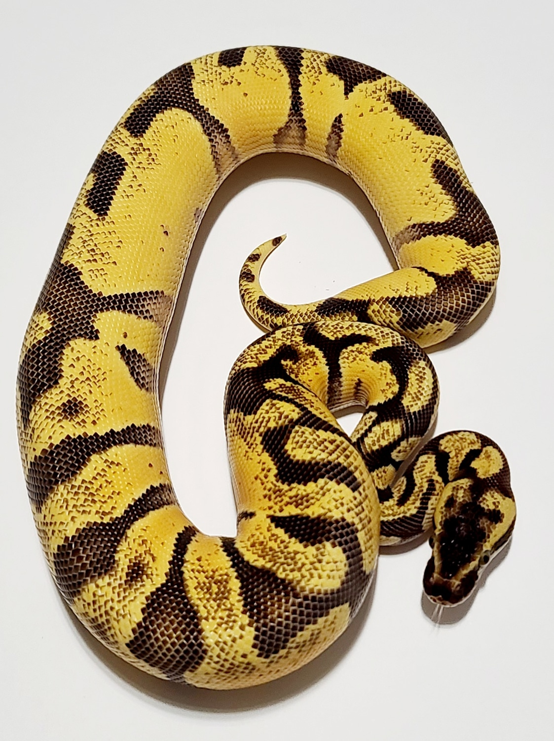 Super Enchi Pastel Ball Python by No Limit Royals - MorphMarket